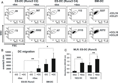 runx3 dependent enhanced dc migration and t cell activation a the