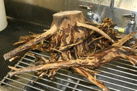 Monitoring Citrus Root Weevils Citrus Industry Magazine