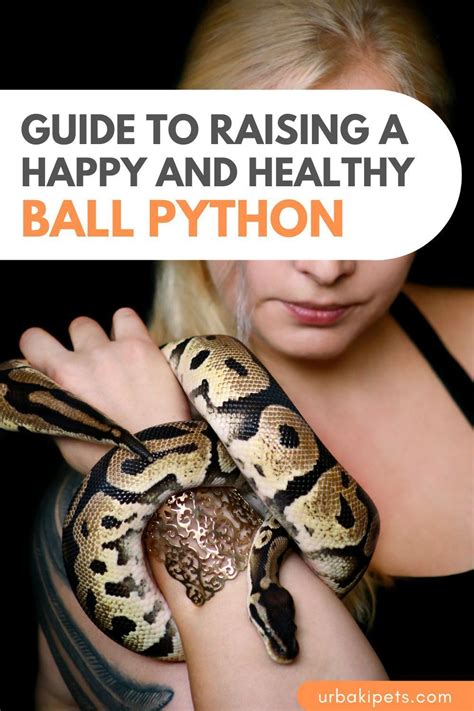 Raising A Healthy And Happy Ball Python A Step By Step Guide Artofit