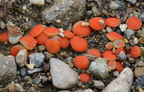 Sanamyаn com Fungi of Kamchatka Scutellinia sp Скутелиния