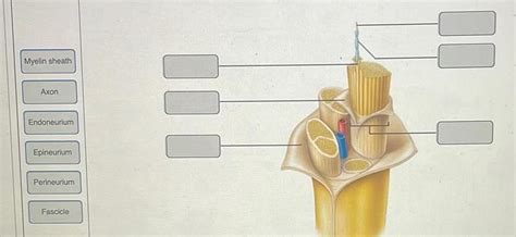 Neuron Model Labeled Endoneurium