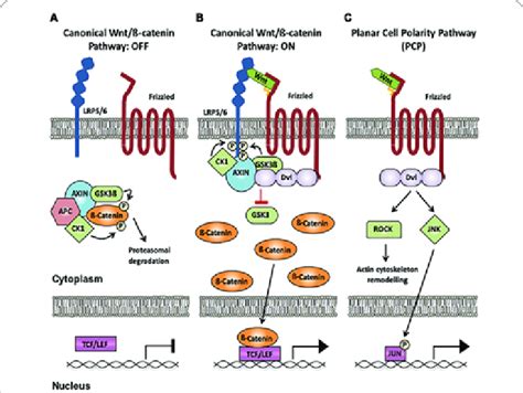 Wnt signaling pathway A Canonical Wnt β catenin pathway when there