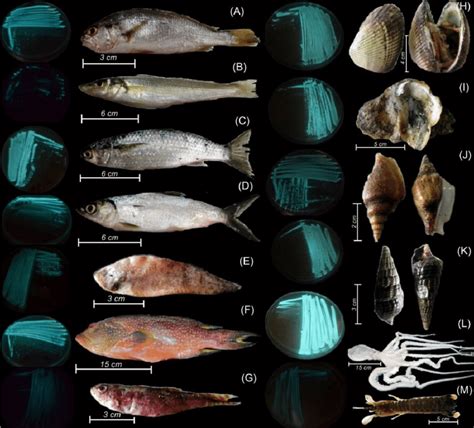 Isolated Blb From Selected Marine And Freshwater Hosts Download Scientific Diagram