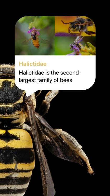 Bug Identifier Insect Finder By Dariem