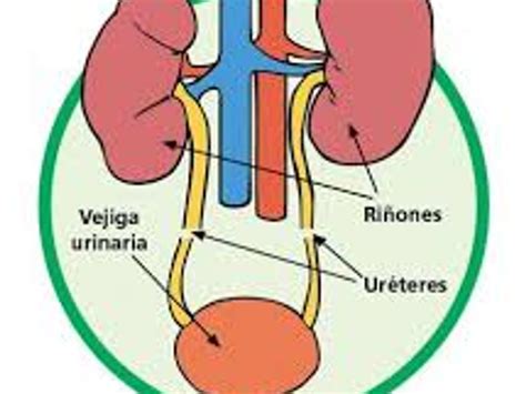 Aparato Excretor O Urinario Naturopathic