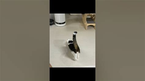 약 먹고 물 먹다 사레 들렸는데 이름부르면 열심히 대답해주는 호섭씨 아~~나는 고양이 있다~~ Youtube