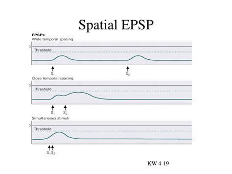 Ppt Review Neural Communication Powerpoint Presentation Free
