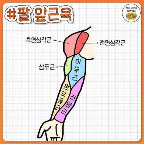 운동할 때 참고하면 좋을 근육 이름 총정리 근육 신체 운동 운동