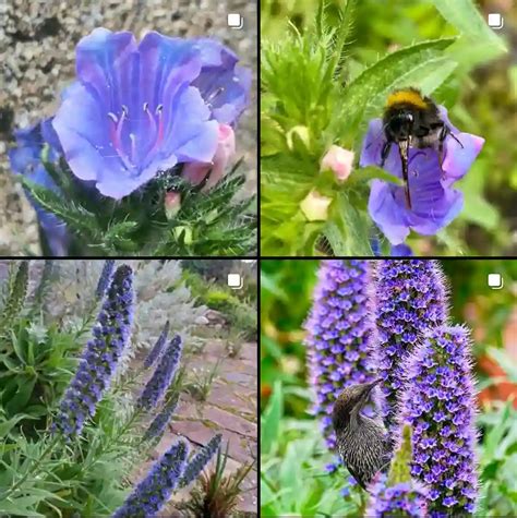 73 Species In Genus Echium