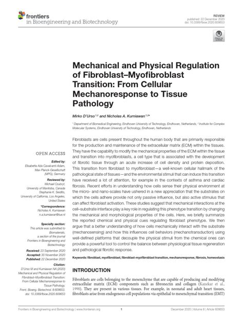Fibroblast To Myofibroblast Pdf Extracellular Matrix Fibroblast