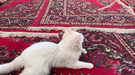 القط الشيرازي قط شيرازي Youtube