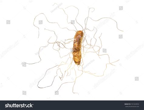 Clostridium Difficile Bacterium Isolated On White Stock Illustration 701024953 Shutterstock