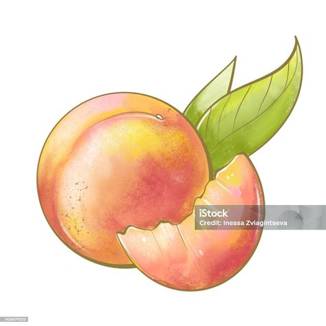 컬러 일러스트 레이 션 수채화 스타일 하이브리드 살구와 매실 아프리움 레드 옐로우 과일 포장 및 나뭇잎으로 메뉴 및 화장품 클로즈업을위한 인쇄 디자인 요소 과실나무에 대한