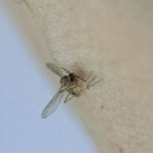 Mosquito Object Detection Dataset And Pre Trained Model By Researchmosquito