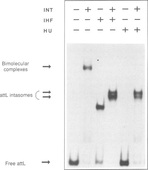 Schema Of Lambda Attachment Sites Used In Excision Triangles Represent