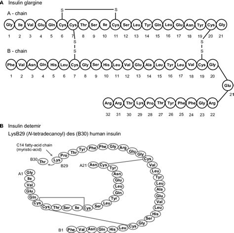 Insulin Structure