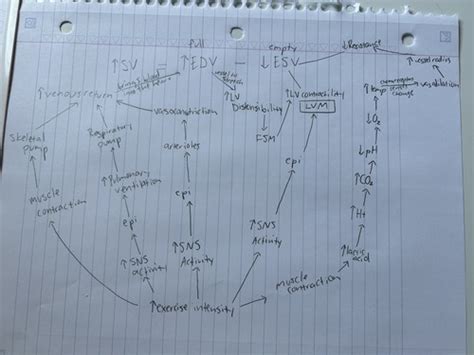 Exercise Phys Ch 9 Flashcards Quizlet
