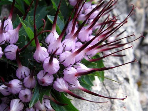 110 Physoplexis Comosa ý Tưởng Thực Vật Loài Hoa Kỳ Lạ Hoa