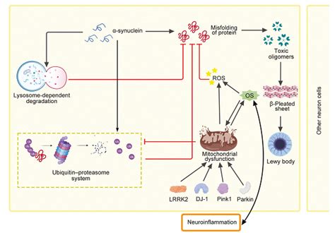 Sttt 综述︱浙江大学彭丽华团队阐述帕金森病潜在治疗天然分子药物 知乎