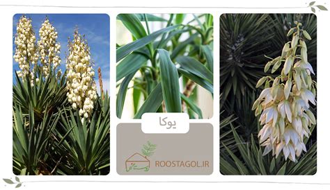 درخت یوکا روستاگل