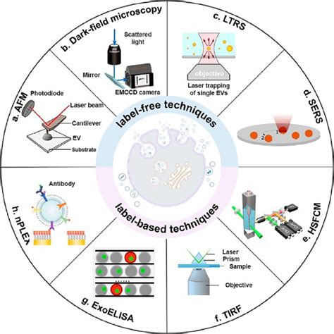 Pdf Extracellular Vesicles Techniques And Biomedical Applications Related To Single Vesicle