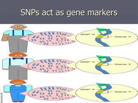Single Nucleotide Polymorphism Snp Ppt Chemistry Science