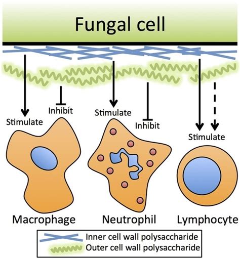 JoF Free Full Text Immune Recognition Of Fungal Polysaccharides