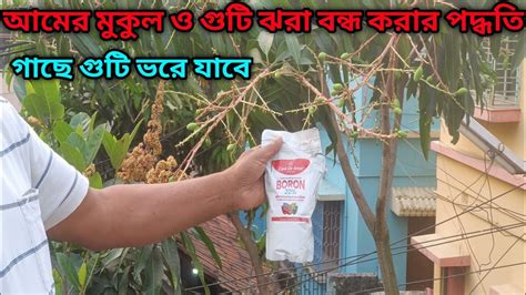 আপনার আম গাছের মুকুল ও গুটি ঝরা বন্ধ করার পদ্ধতি এখনই এটি প্রয়োগ করুন। Youtube