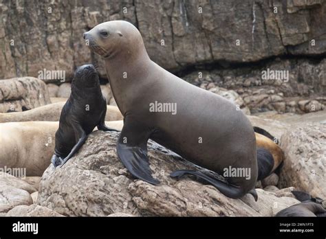 Female Southern Sea Lion Otaria Flavescens With Pup In The Falkland