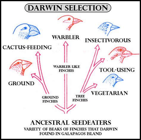 the importance of the survival of the fittest as the basic principle of