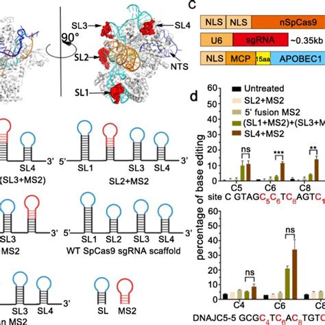 Pdf Sgbe A Structure Guided Design Of Sgrna Architecture Specifies