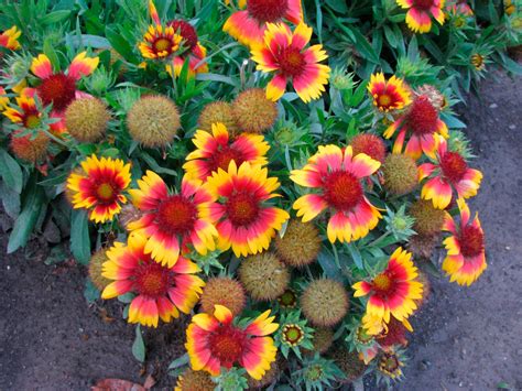 Многолетнее садовое растение Гайлардия — фото описание и уход Основные виды и размножение растения