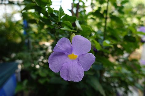 Close Up Flower Blossom Free Photo On Pixabay Pixabay