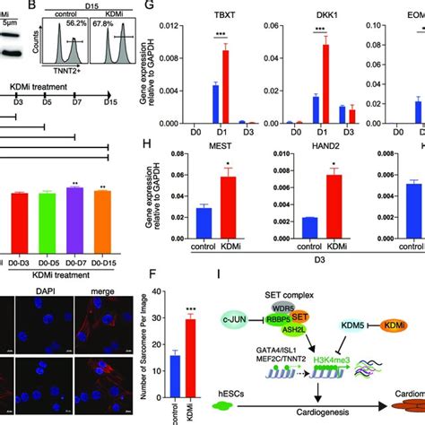 C Jun Inhibits H3k4me3 Modification During Cardiomyocyte Generation