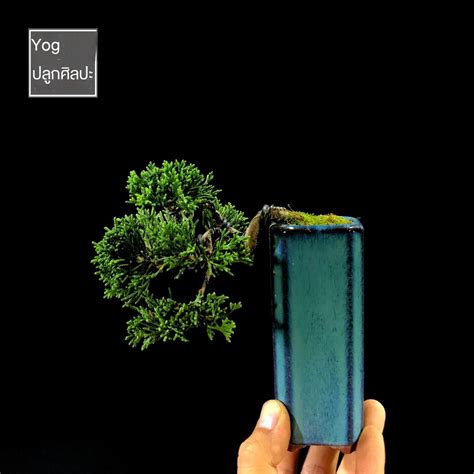 ต้นไม้ปลอมjมินิรูปร่างหน้าผาญี่ปุ่นเชจูจริงไซเปรสบอนไซปาล์มนิ้วหัวแม่มือกระถางวัสดุในร่มเอเวอร์