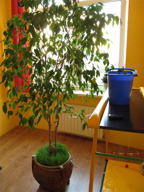 Как сделать капельный полив комнатных растений? | Kucher's Life