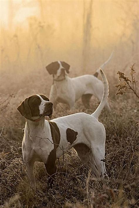 122 Best Images About English Pointer On Pinterest English Gsp Puppies And Quail Hunting