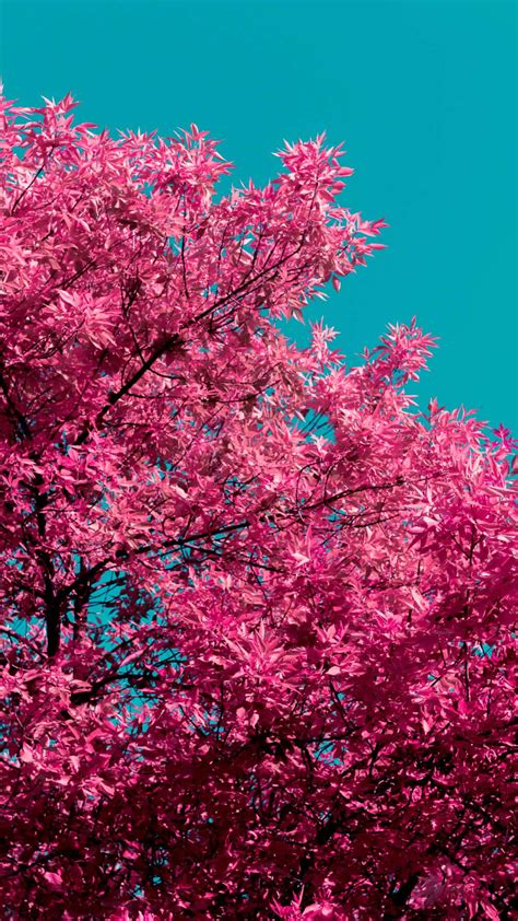 100 Red Tree Wallpapers