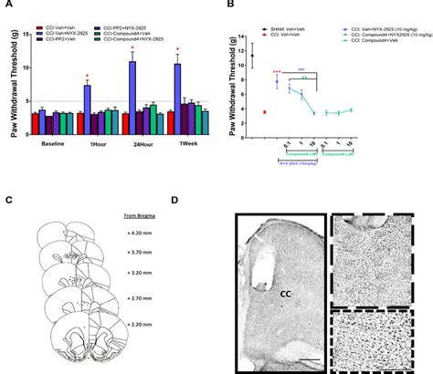 Sfk Inhibition In The Prelimbic Mpfc Prevents The Analgesic Effect Of