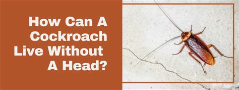 Georgetown Pest Control How Does A Cockroach Live Without A Head