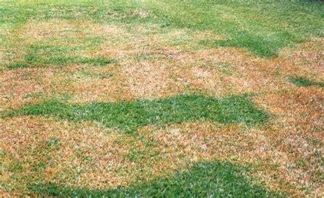 Brown Patch Fungus College Stationbryan Brown Patch Treatment And Prevention Aggieland Green