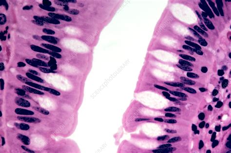 Simple Columnar Epithelium Stock Image C005 1248 Science Photo