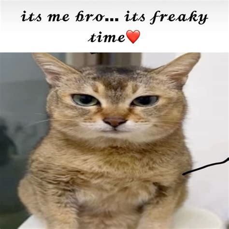 Cmon Vro In 2024 Funny Cat Pictures Silly Cats Silly Cats Pictures