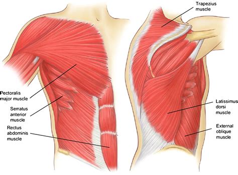 Relevant Surgical Anatomy Of The Chest Wall Thoracic Surgery Clinics