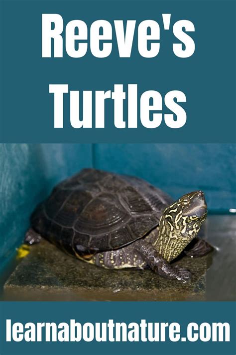 Do Box Turtles Hibernate Hibernation Guide Artofit