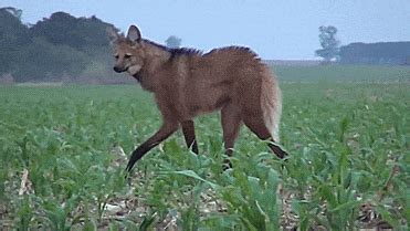 Maned Wolf Rs