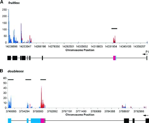 Trap Sequencing Read Coverage Of Dsx And Fru Average Normalized Read