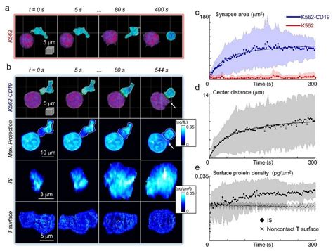 Quantification Of Initial Synapse Formation Kinetics Of Car T Cells