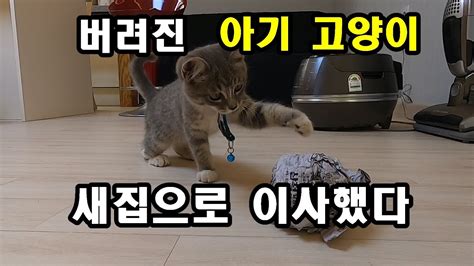 아기 고양이 새집으로 이사했다 회색 고양이와 회갈색 고양이 고양이집 Youtube