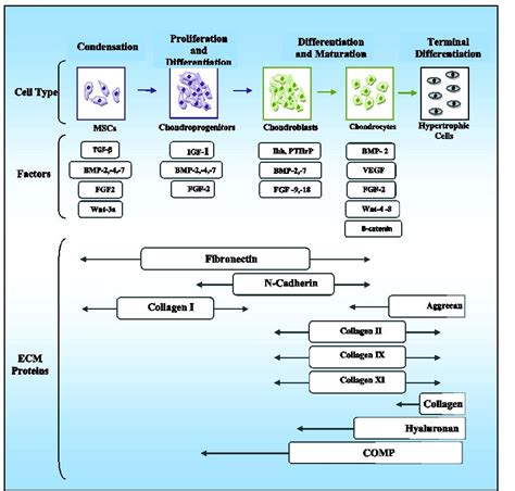 Cartilage Tissue Engineering The Application Of Nanomaterials And Stem Cell Technology Intechopen